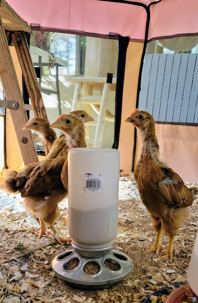 Campfire Exploring Portable Brooder Pen for Chicks: A Secure and ...