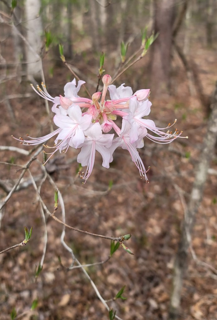 Piedmont Azalea: Captivating Beauty of the Southeastern United States ...