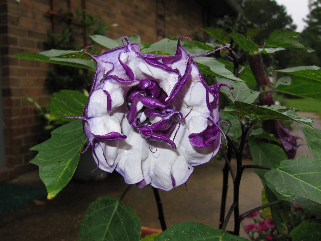 Devil's Trumpet - Flower of the Day - Campfire Exploring